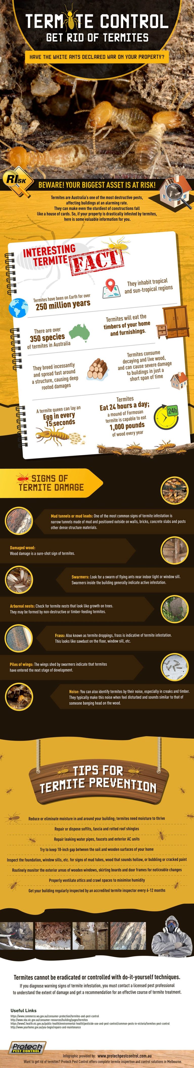 Termite Infographic | Protech Pest Control
